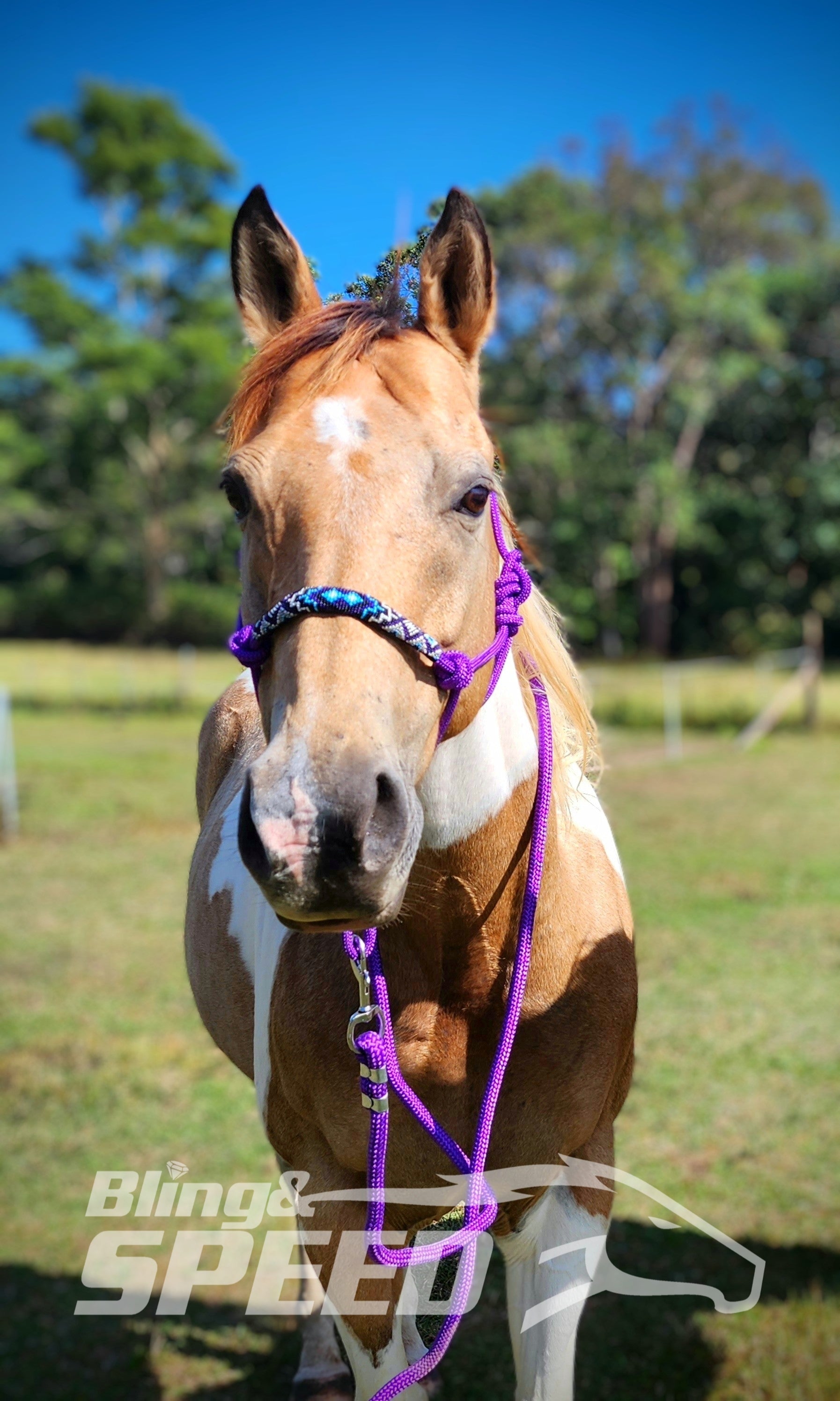Purple Beaded Rope Halter – Bling and Speed